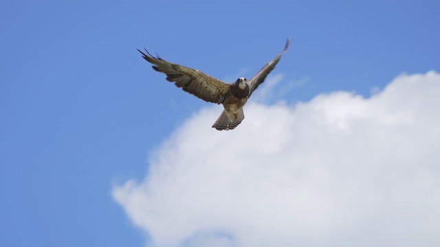 Flapping Bird Wings Stock Footage: Royalty-Free Video Clips - Storyblocks