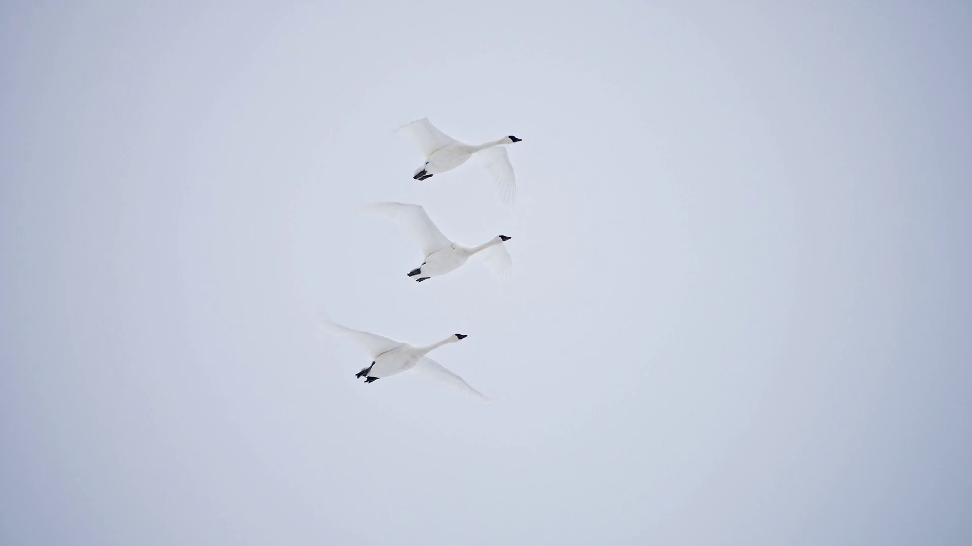 Three Swans Flying Through Sky Together In Stock Footage SBV-348831007 ...