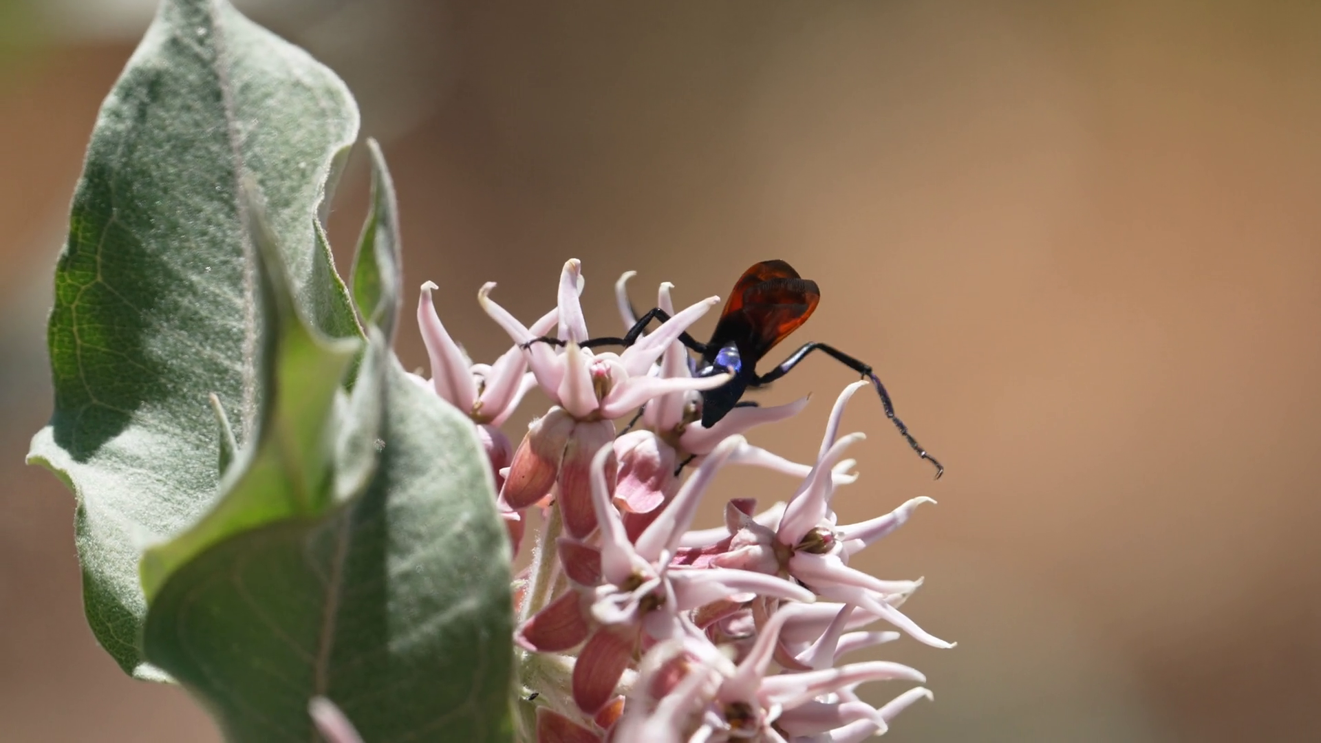 Tarantula Hawk Flying Off Of Flower From Stock Footage SBV-352459736 ...