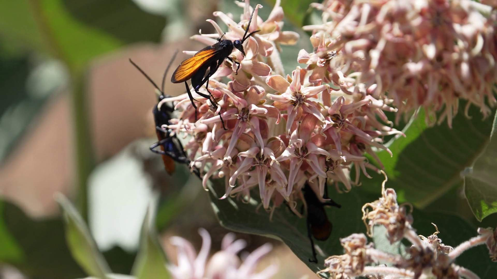Multiple Tarantulas Crawling On Flowers In Stock Footage SBV-352459752 ...