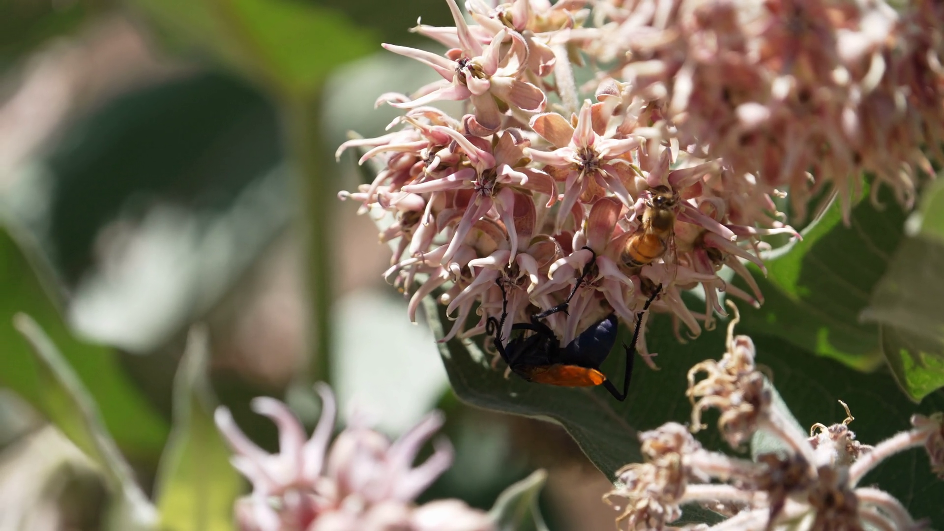Honey Bee Tarantula Hawk On Flowers Of Stock Footage SBV-352459762 ...