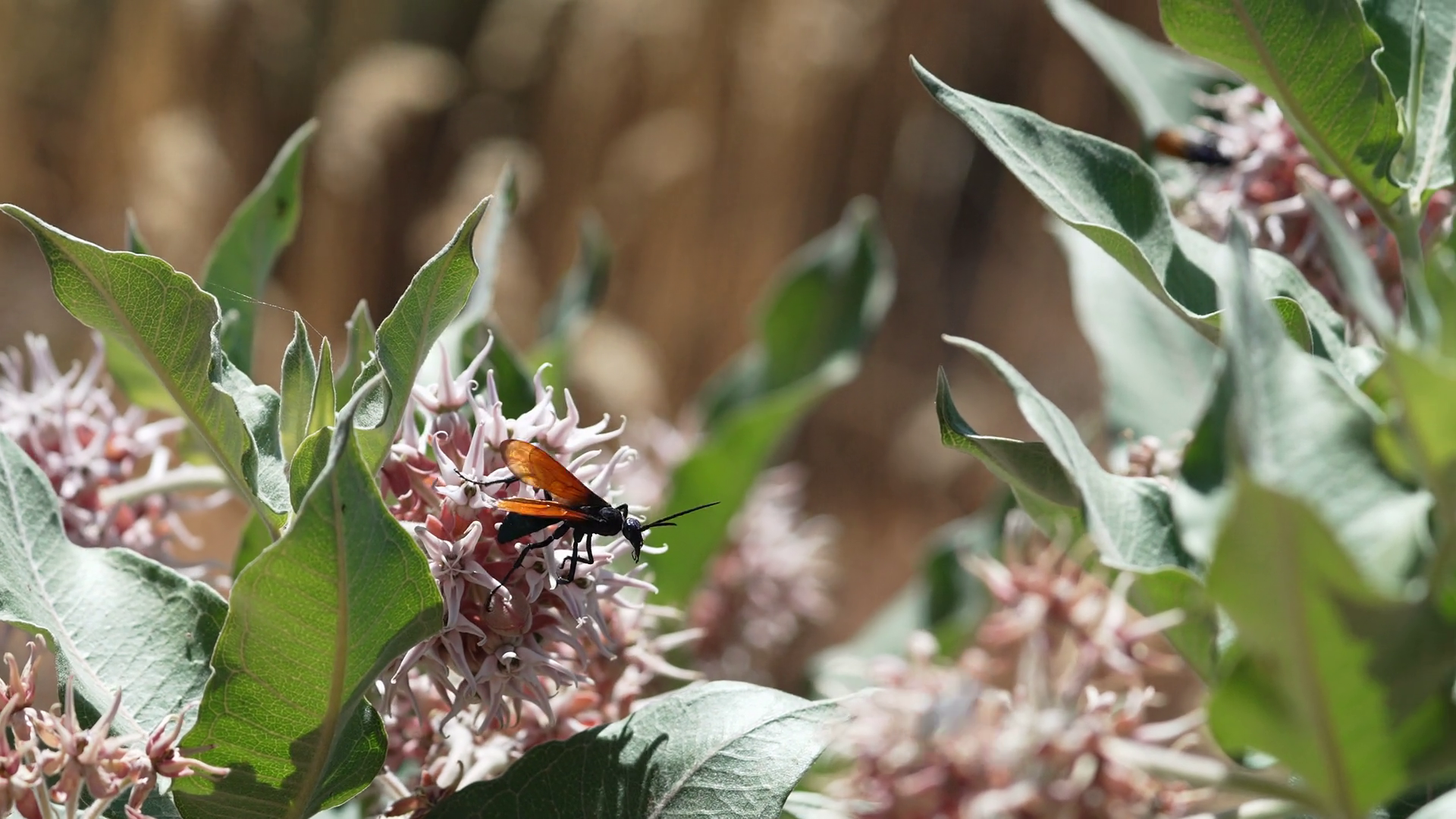Tarantula Hawk Flying Around Flowers On Stock Footage SBV-352459766 ...