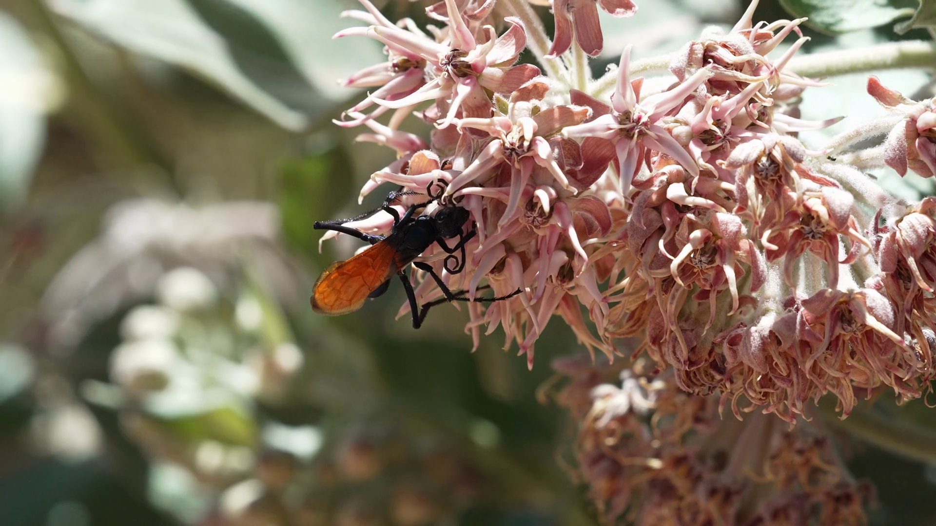 Tarantula Hawk Growling Through Flowers On Stock Footage SBV-352459771 ...