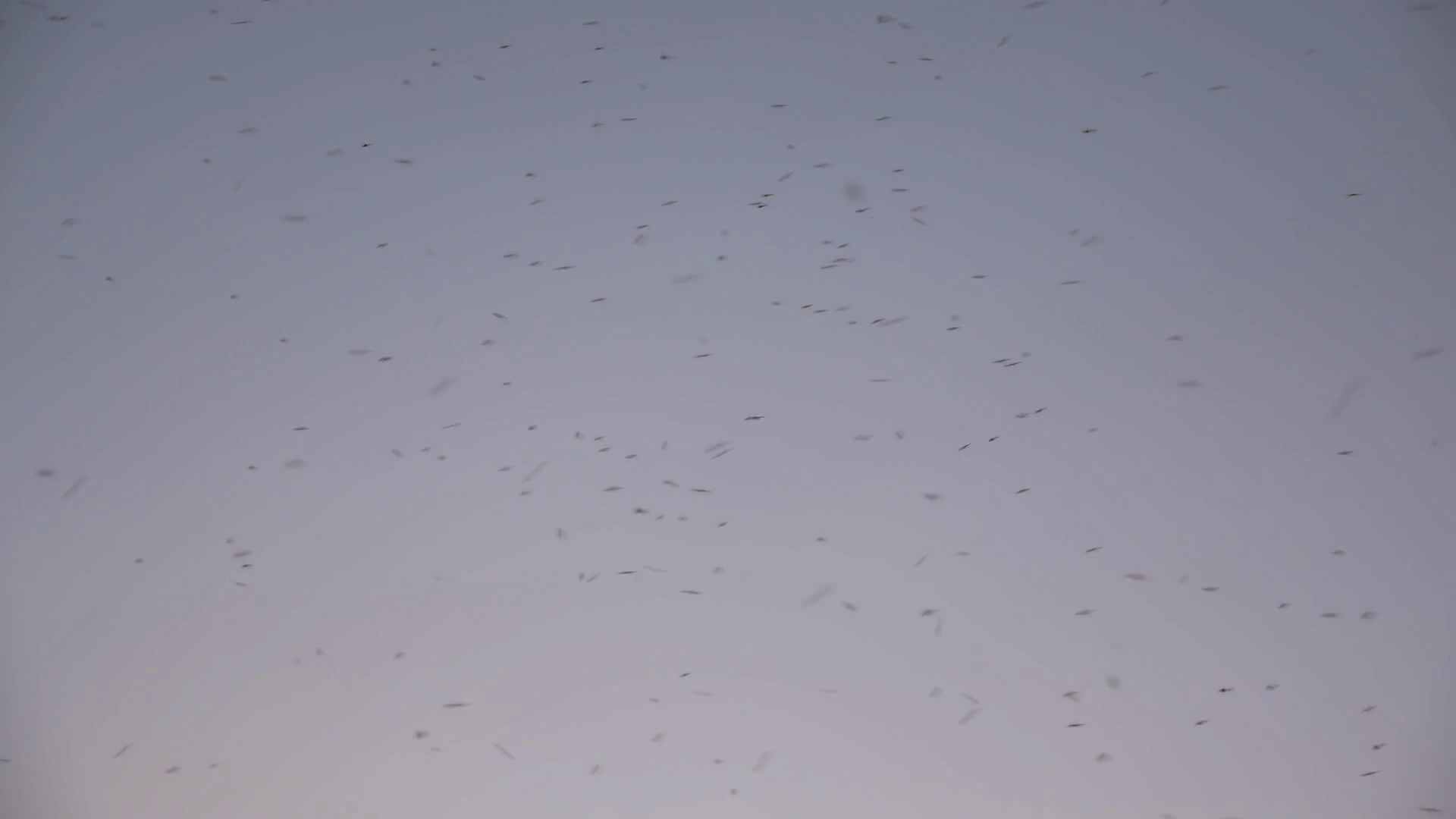 Midge Flies Swarming In Sky At Dusk Near Stock Footage SBV-348572628 ...