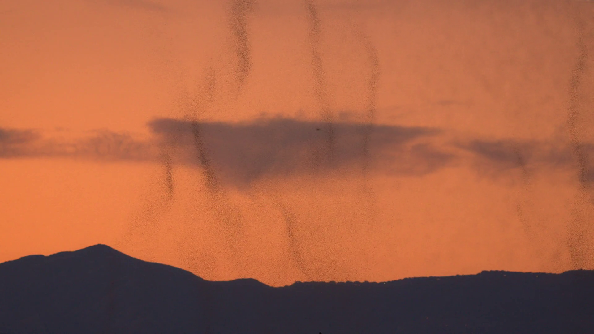 Swarms Of Bugs Flying In Sky In Utah At Dusk Stock Footage SBV ...