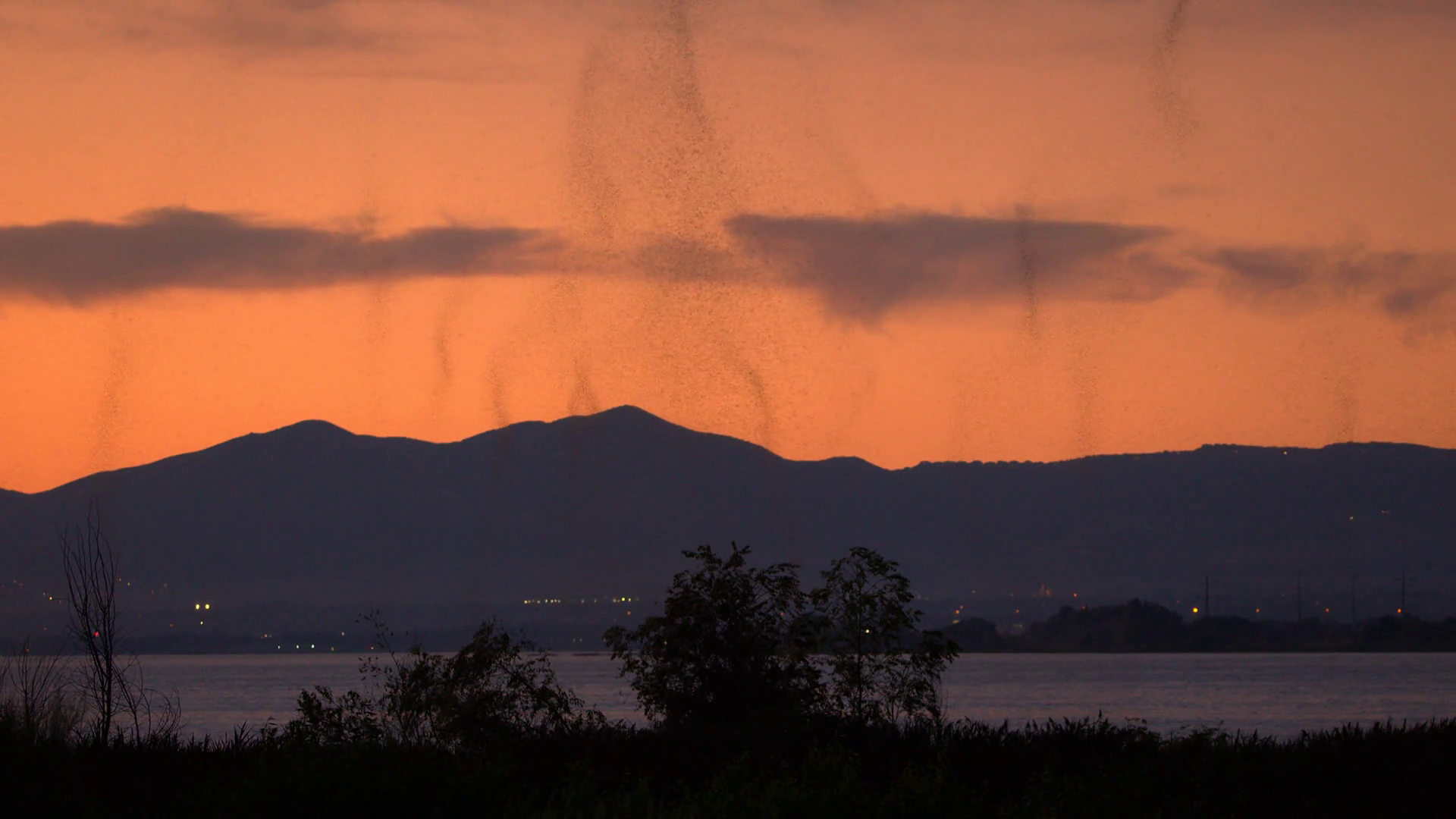 Towers Of Midge Fly Swarms Over Shoreline Of Stock Footage SBV ...