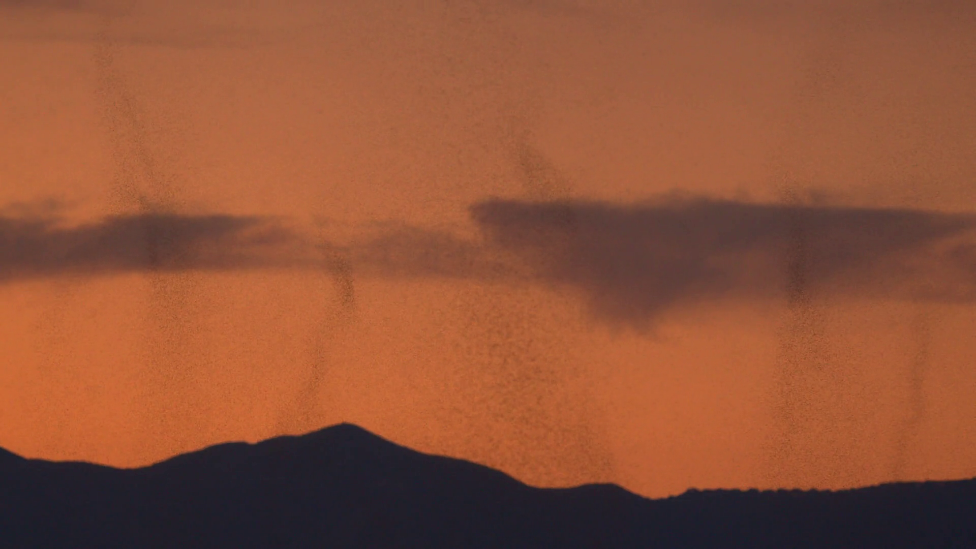 Swarms Of Midge Flies Filling Sky At Dusk Stock Footage SBV-348573174 ...