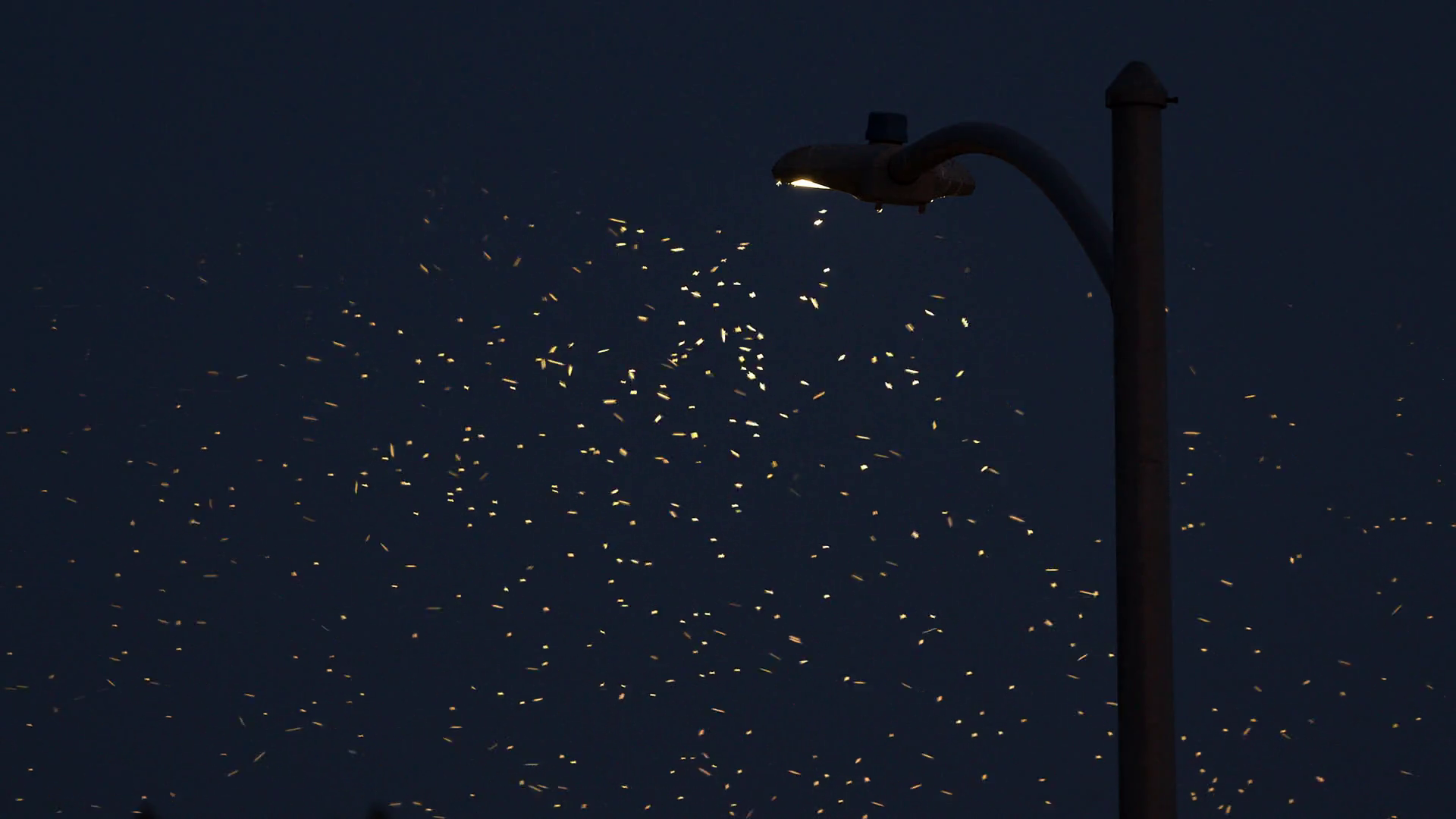 Swarm Of Bugs Flying Around Street Light At Stock Footage SBV-348573179 ...
