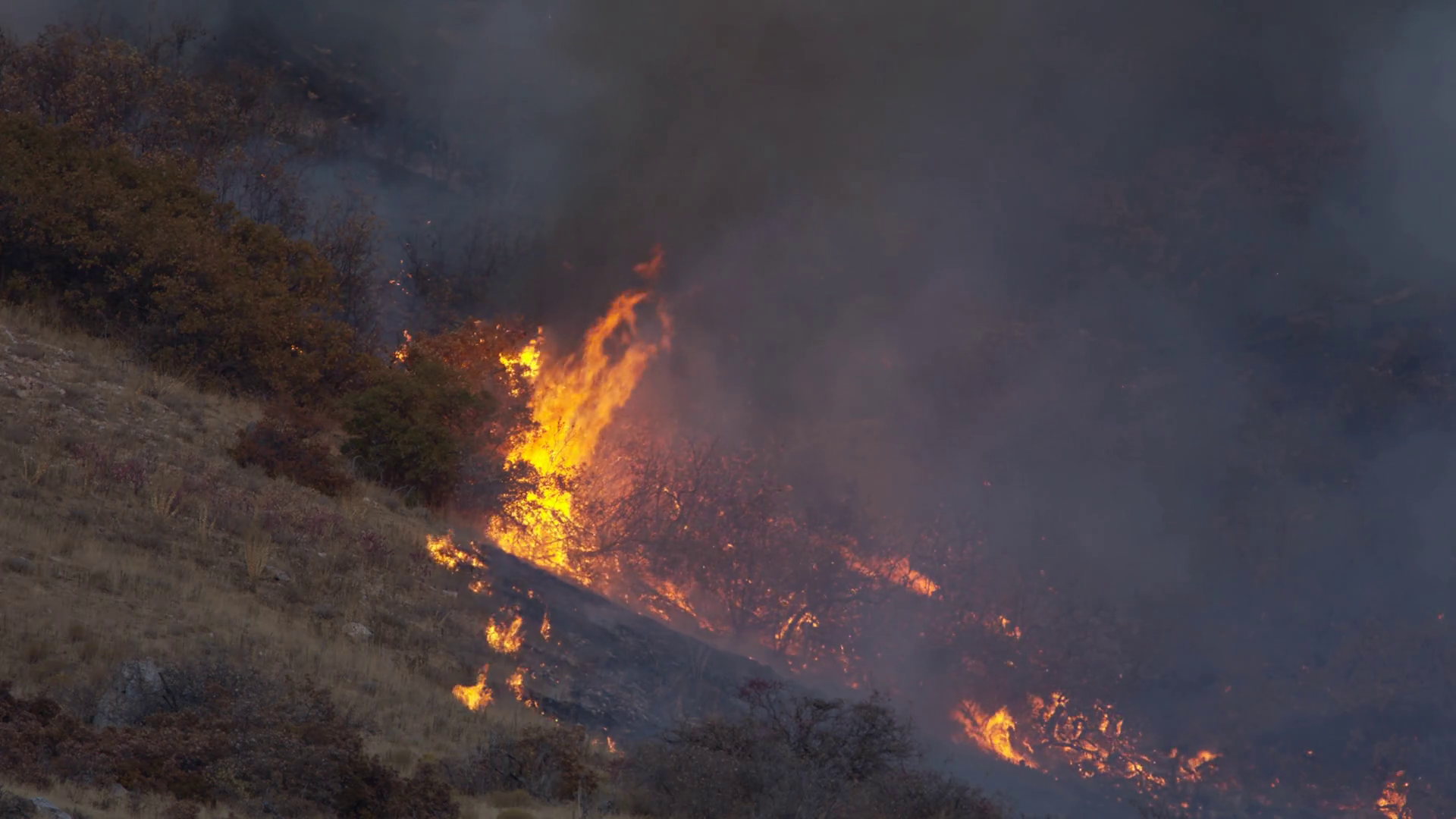 Flames Rising High Wildfire Burns Oak Brush Stock Footage SBV-348573332 ...