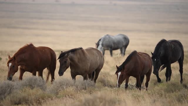 Mustang | Animals stock footage - Storyblocks