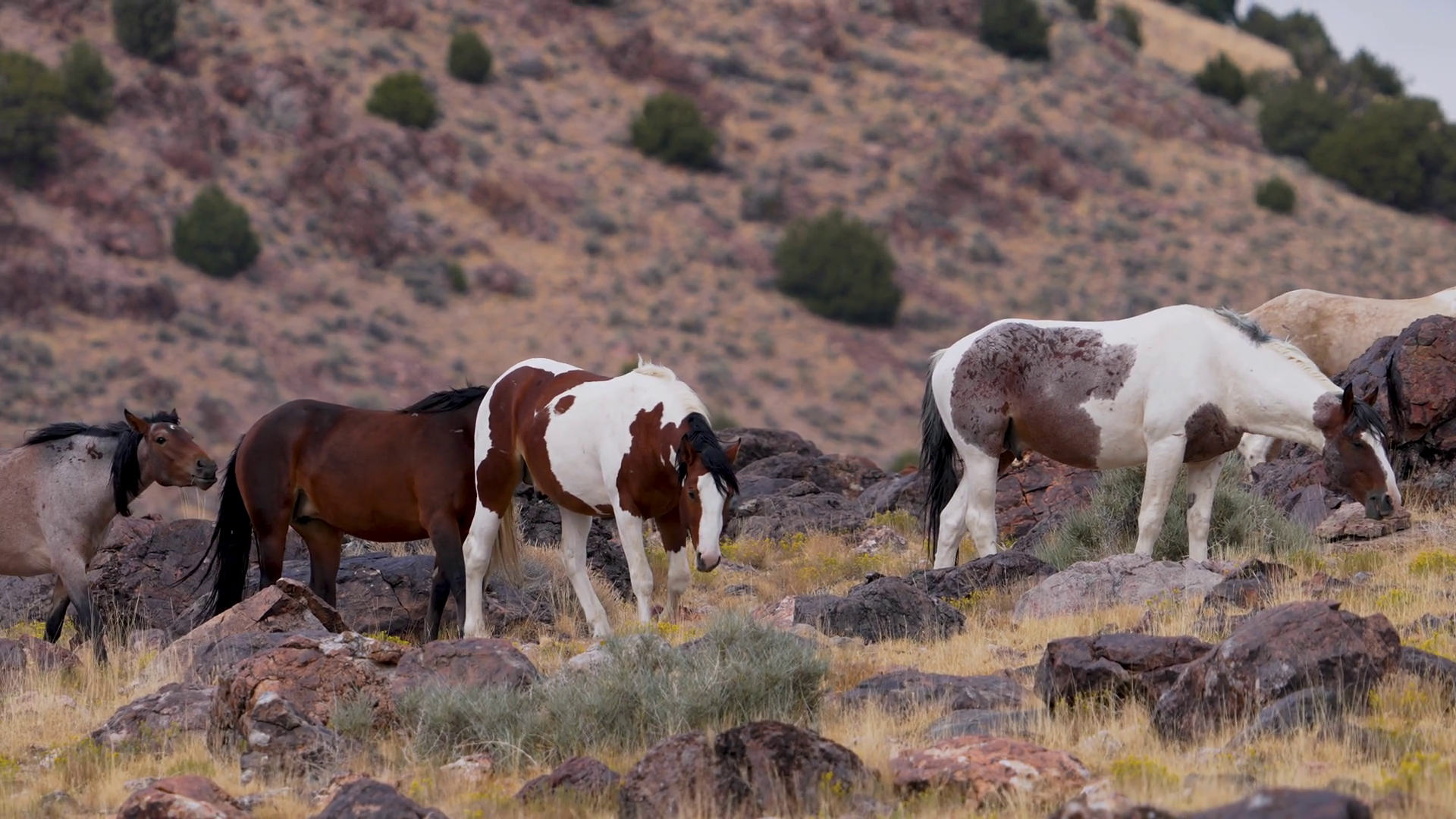 Wild Horses Moving Through Rocky Terrain In Stock Footage SBV-352883654 ...