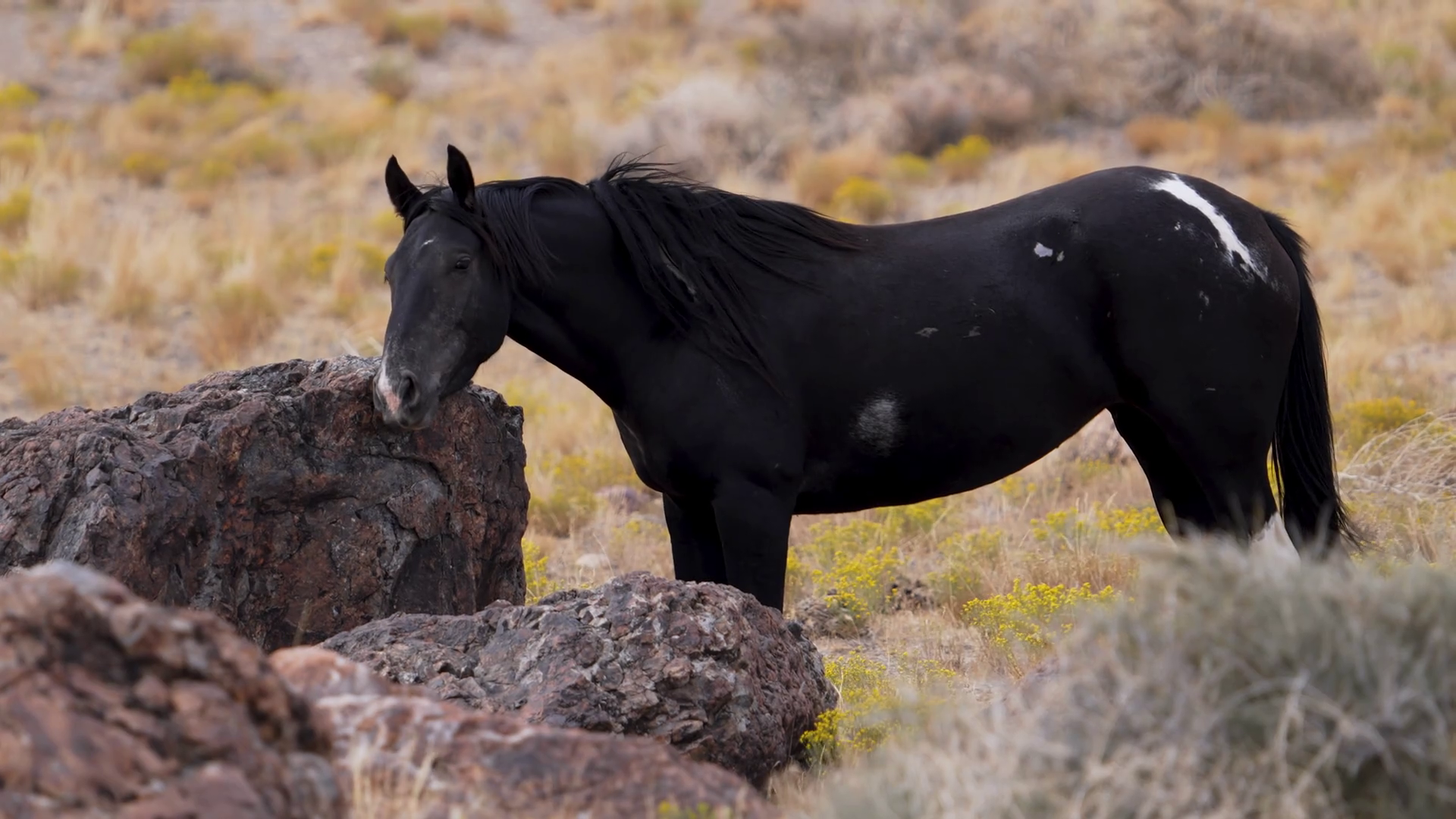 Wild Horse Rubbing Face On Giant Boulder In Stock Footage SBV-352883662 ...