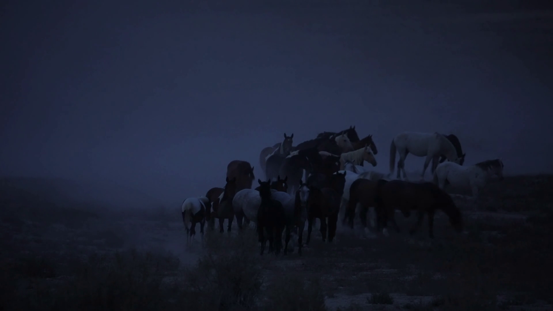 Wild Horses Moving Through Dusty Landscape Stock Footage SBV-352883726 ...