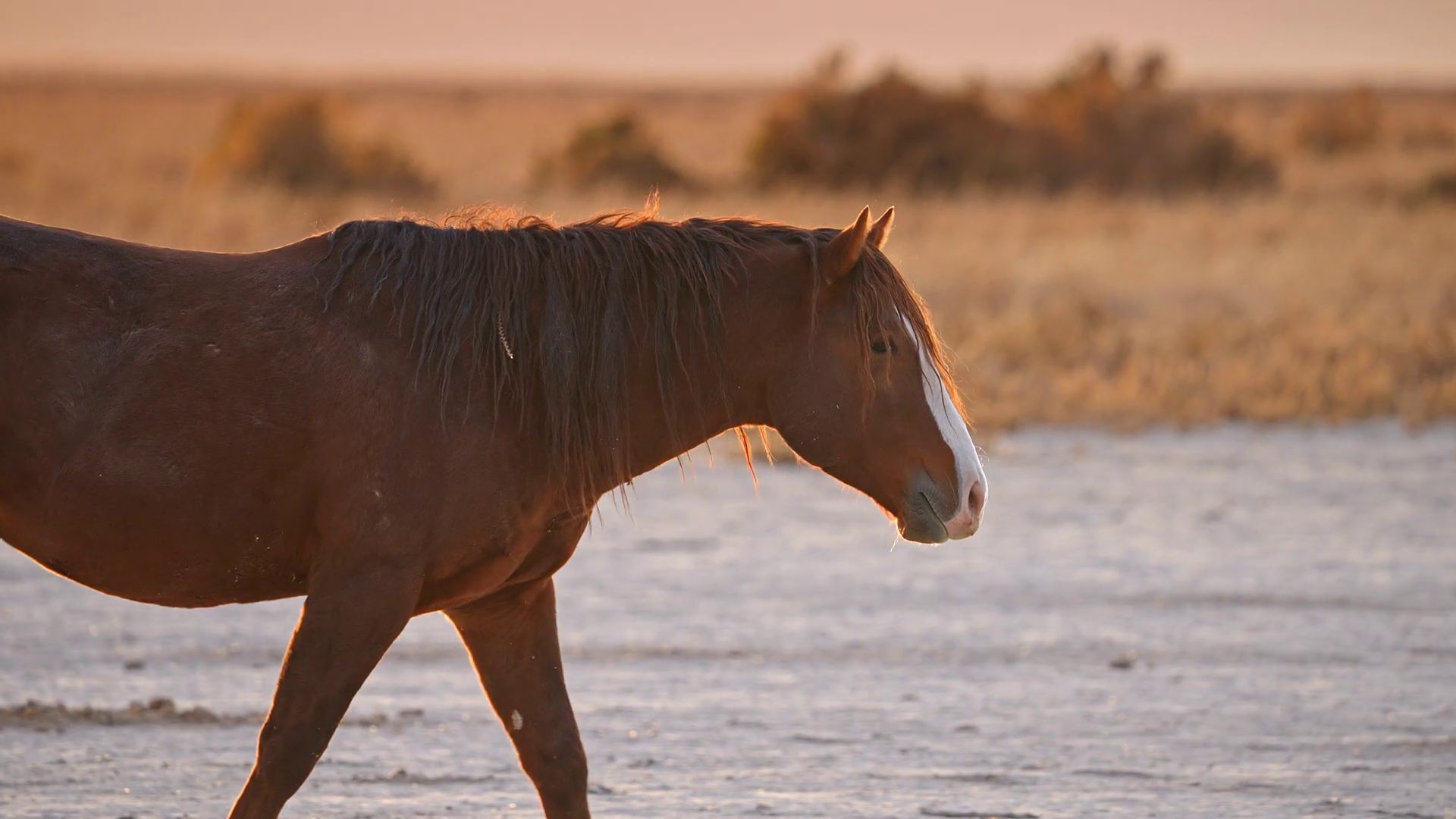 Close Up View Of Wild Horse Stallion Walking Stock Footage SBV ...