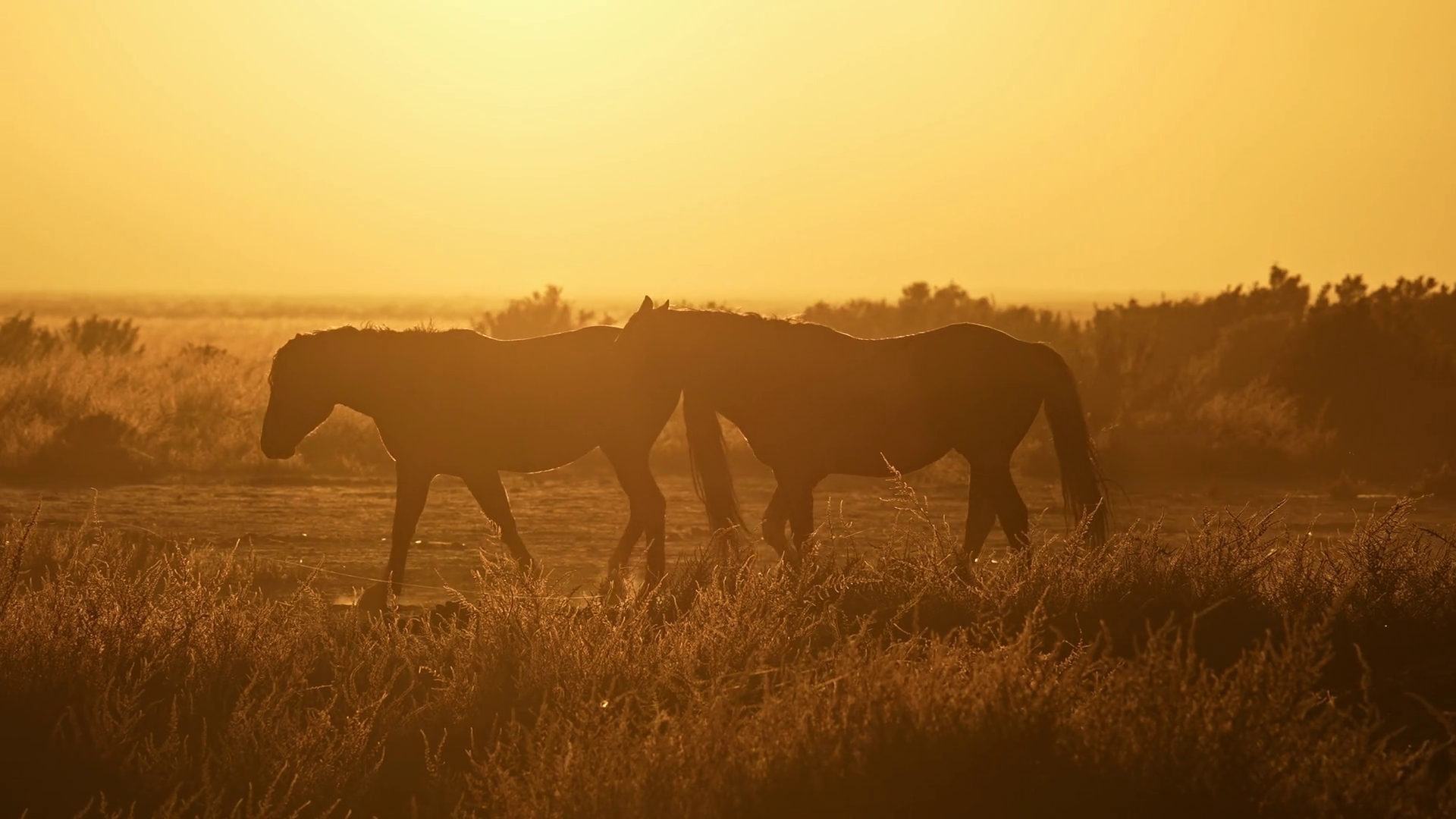 Wild Horses Wandering Through Landscape Stock Footage SBV-348645365 ...