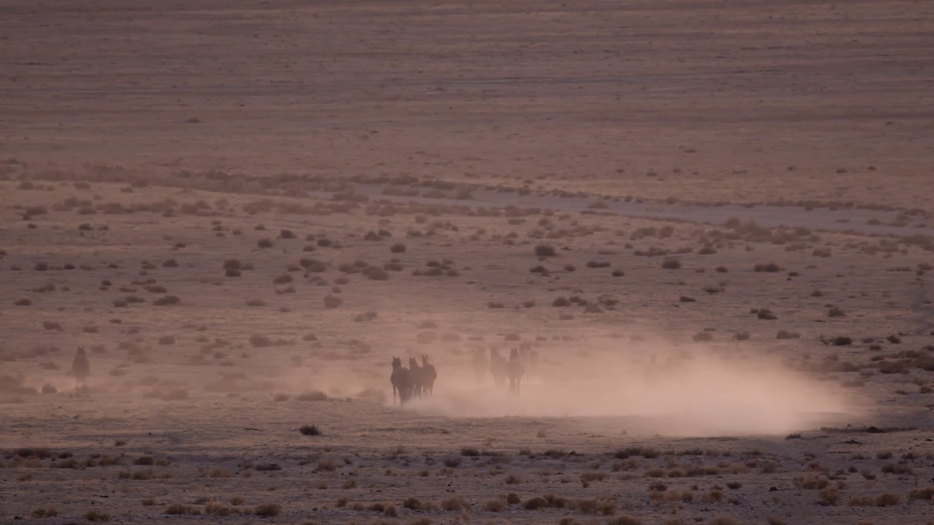 Wild Horse Leaving Trail Of Dust Run Through Stock Footage SBV ...