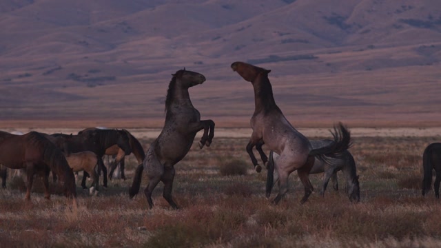 Untamed Animal | Animals stock footage - Storyblocks