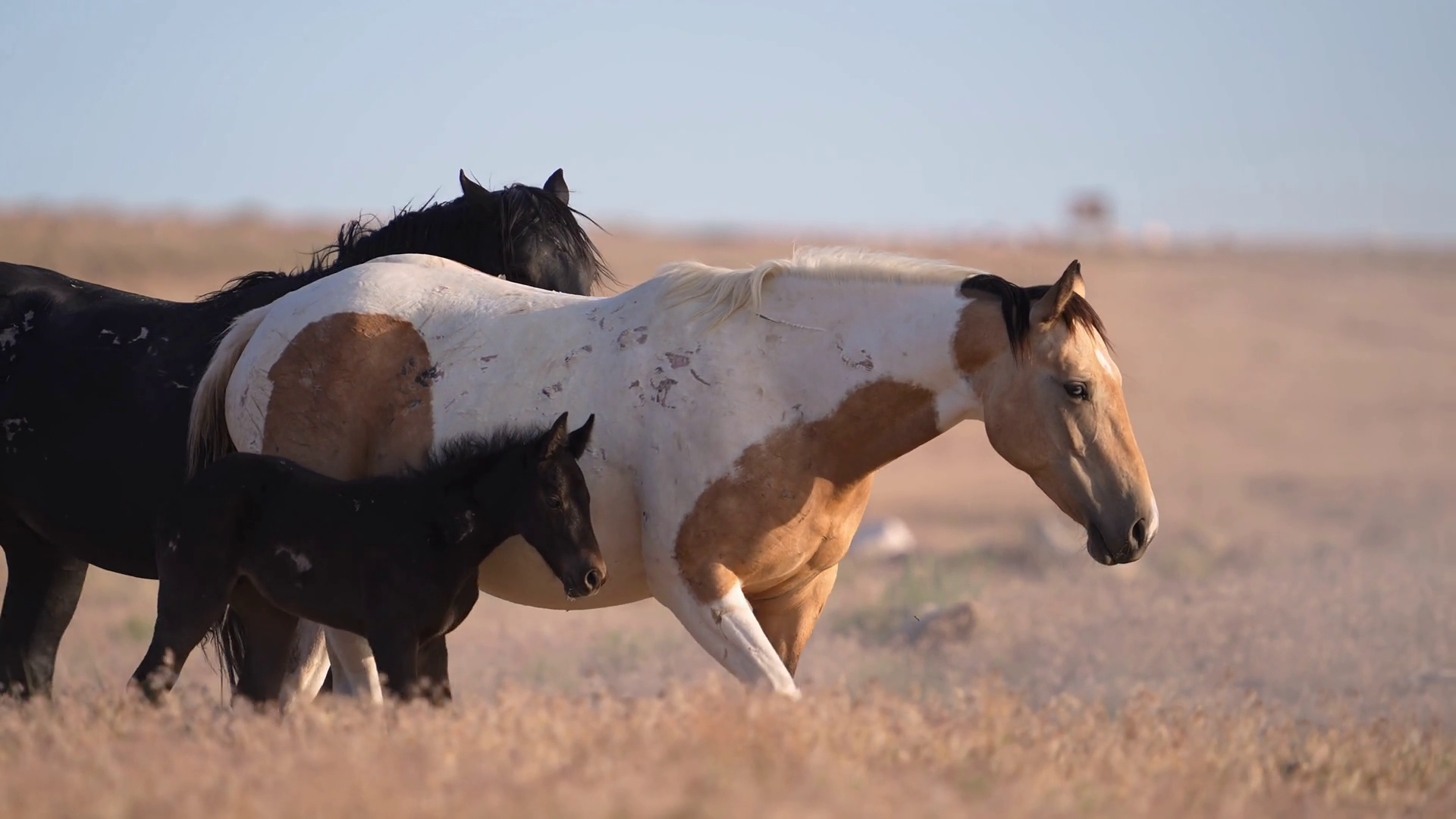 Close-up View Of Wild Horses Showing Scars Stock Footage SBV-352342568 ...