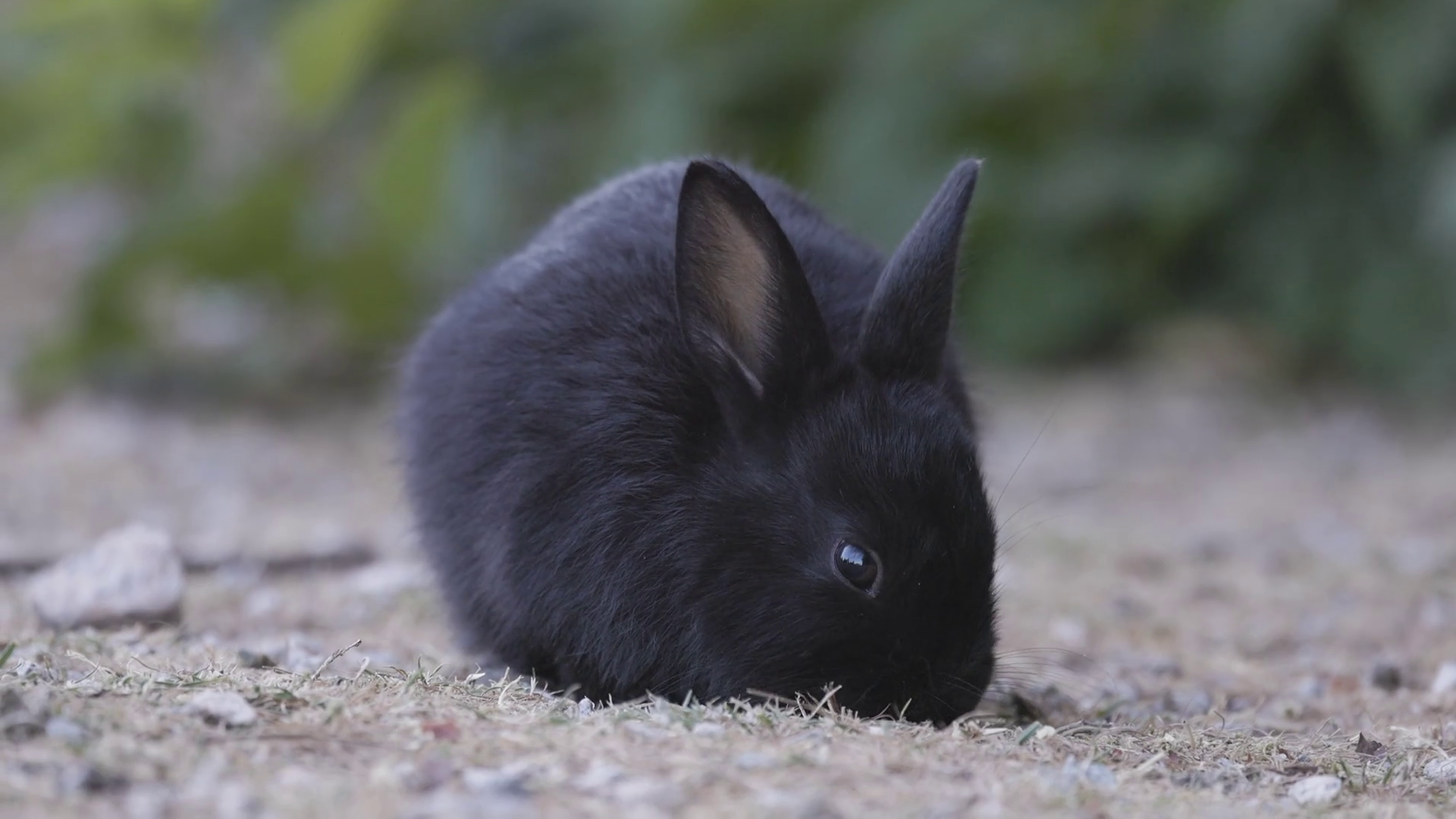 Small Bunny Rabbit Eating Grass In Field Stock Footage SBV-347739746 ...