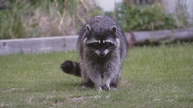 Zoom Usa Stock Footage: Royalty-Free Video Clips - Storyblocks