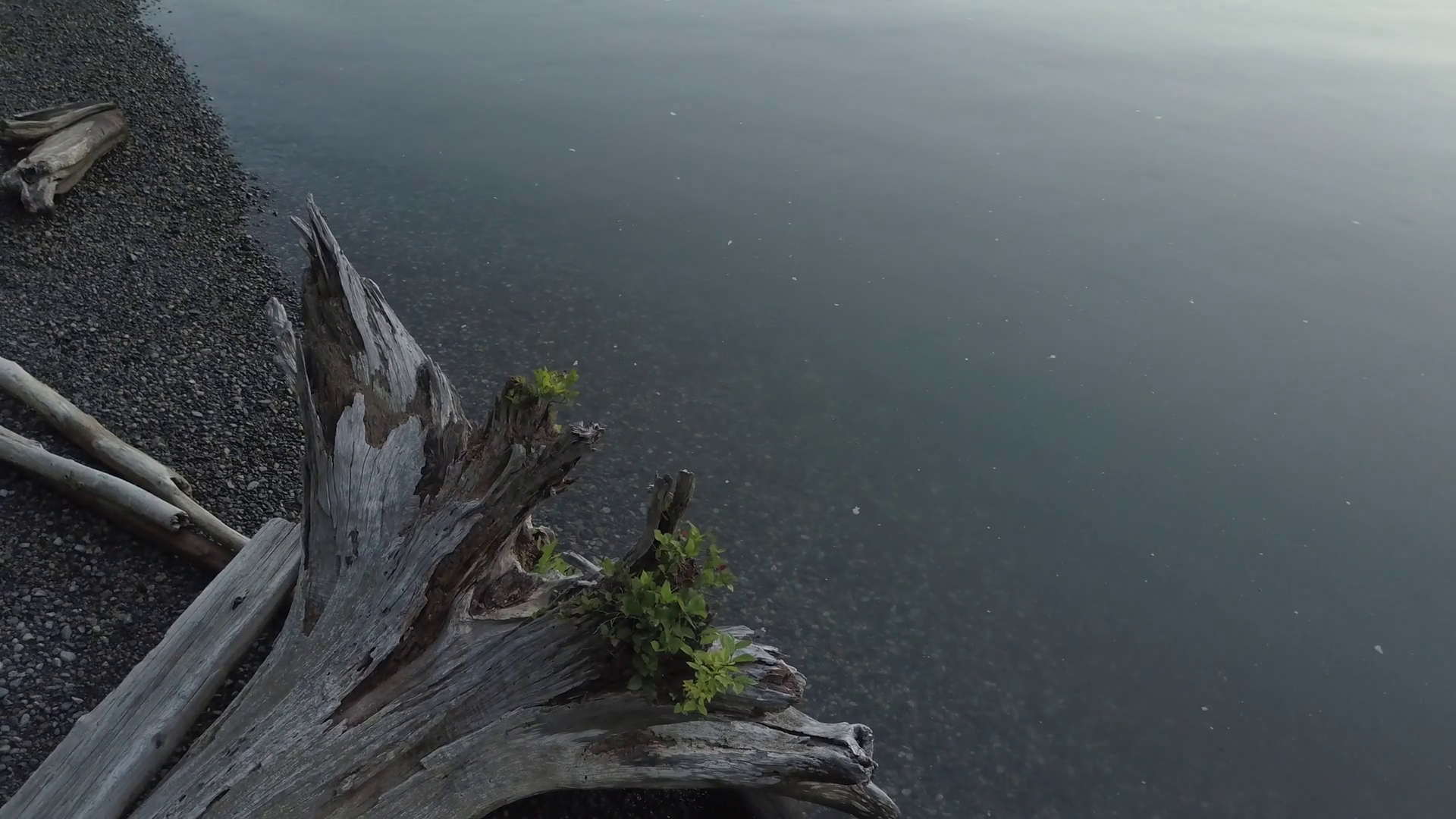 Aerial View Of Beautiful Root Of Tree Laying Stock Footage SBV ...