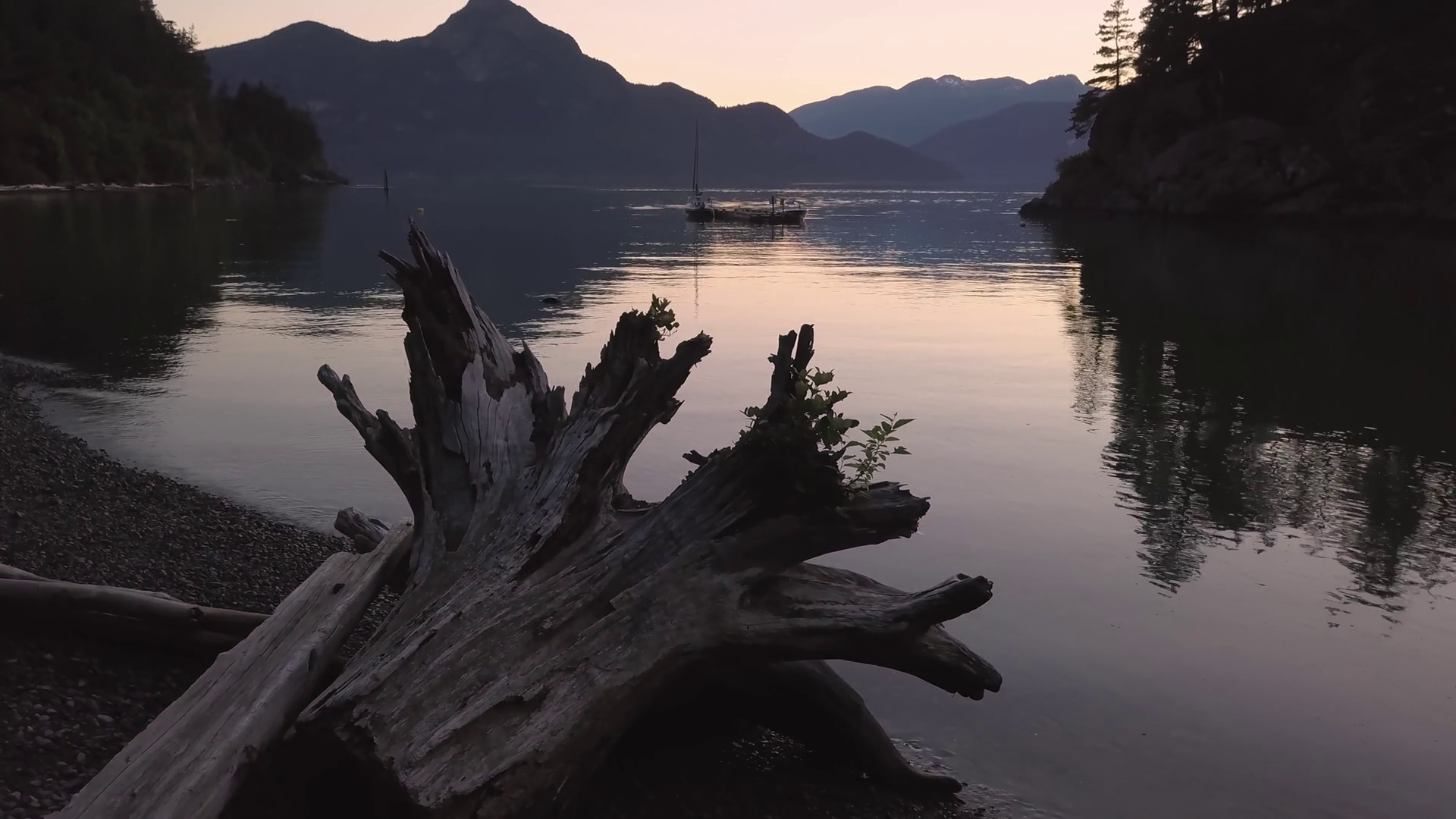 Aerial View Of Beautiful Root Of Tree Laying Stock Footage SBV ...