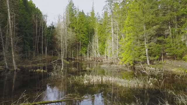 Marsh Footage Stock Footage: Royalty-Free Video Clips - Storyblocks