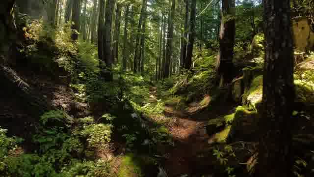 Pnw Trail Stock Footage: Royalty-Free Video Clips - Storyblocks