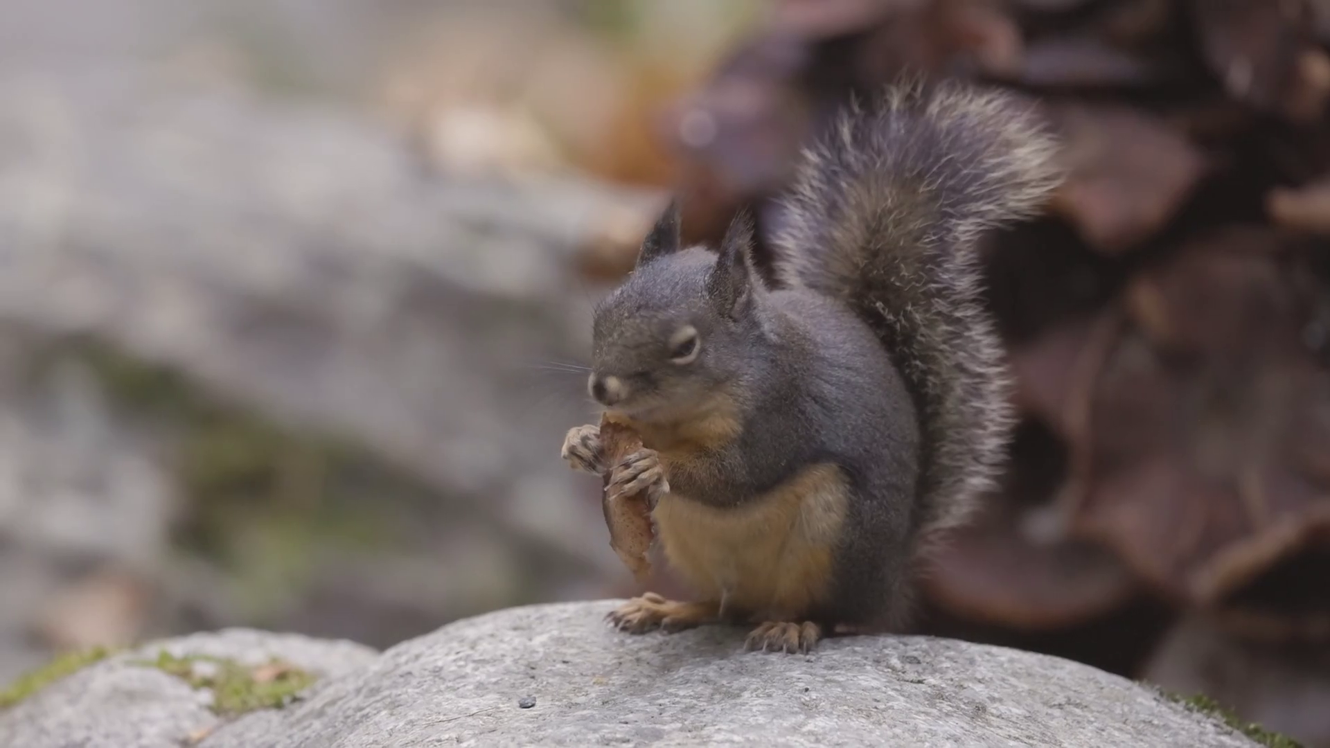 Squirrel Eating Mushroom In Canadian Nature Stock Footage SBV-348634993 ...