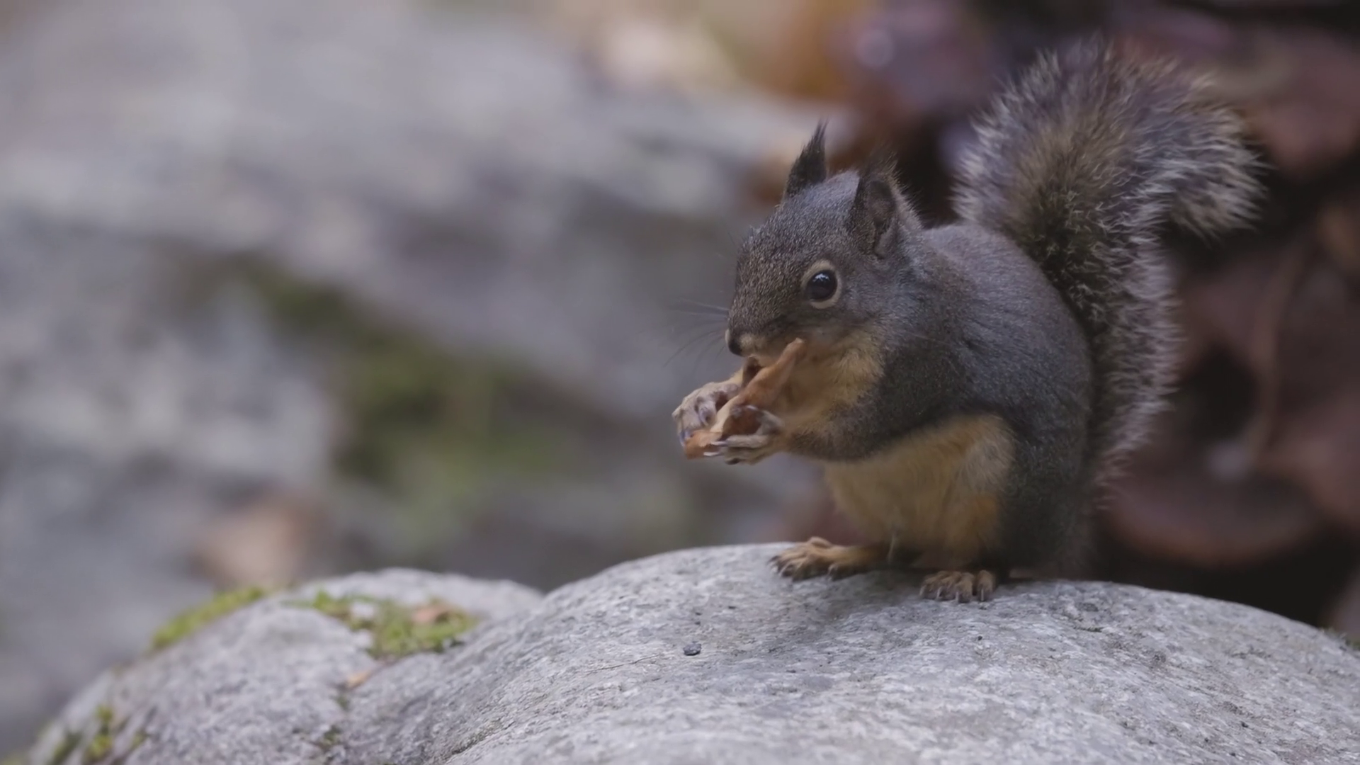 Squirrel Eating Mushroom In Canadian Nature Stock Footage SBV-348635043 ...