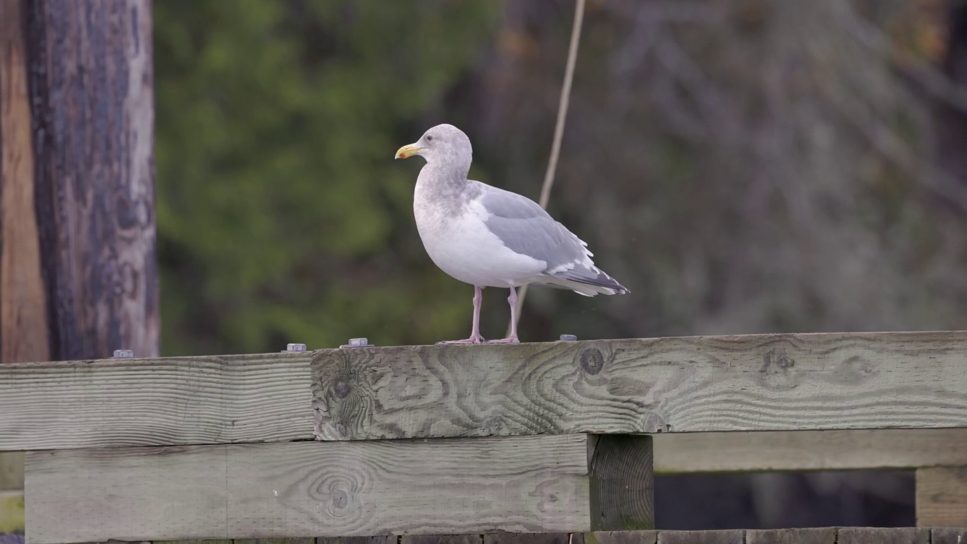 Seagull On West Coast Vancouver Island Bc Stock Footage SBV-348752476 ...