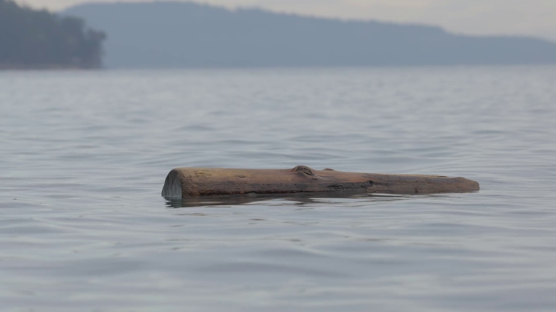 Log Drifting In Ocean On West Coast Stock Footage SBV-348752085 - Storyblocks