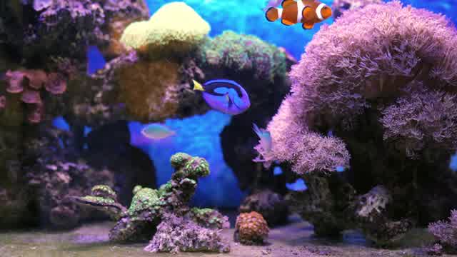 Green Screen Sea Stock Footage: Royalty-Free Video Clips - Storyblocks