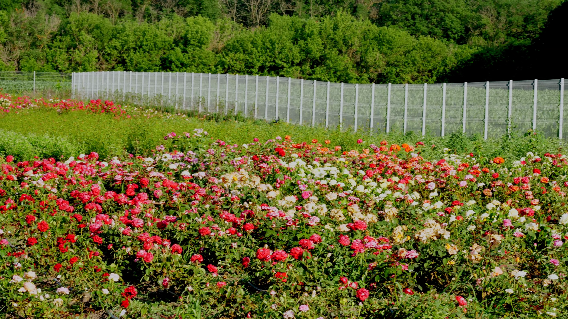 Plantation Of Flowering Rose Bushes In Stock Footage SBV-353617306 ...