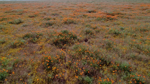 Steppe Flowers Stock Footage: Royalty-Free Video Clips - Storyblocks