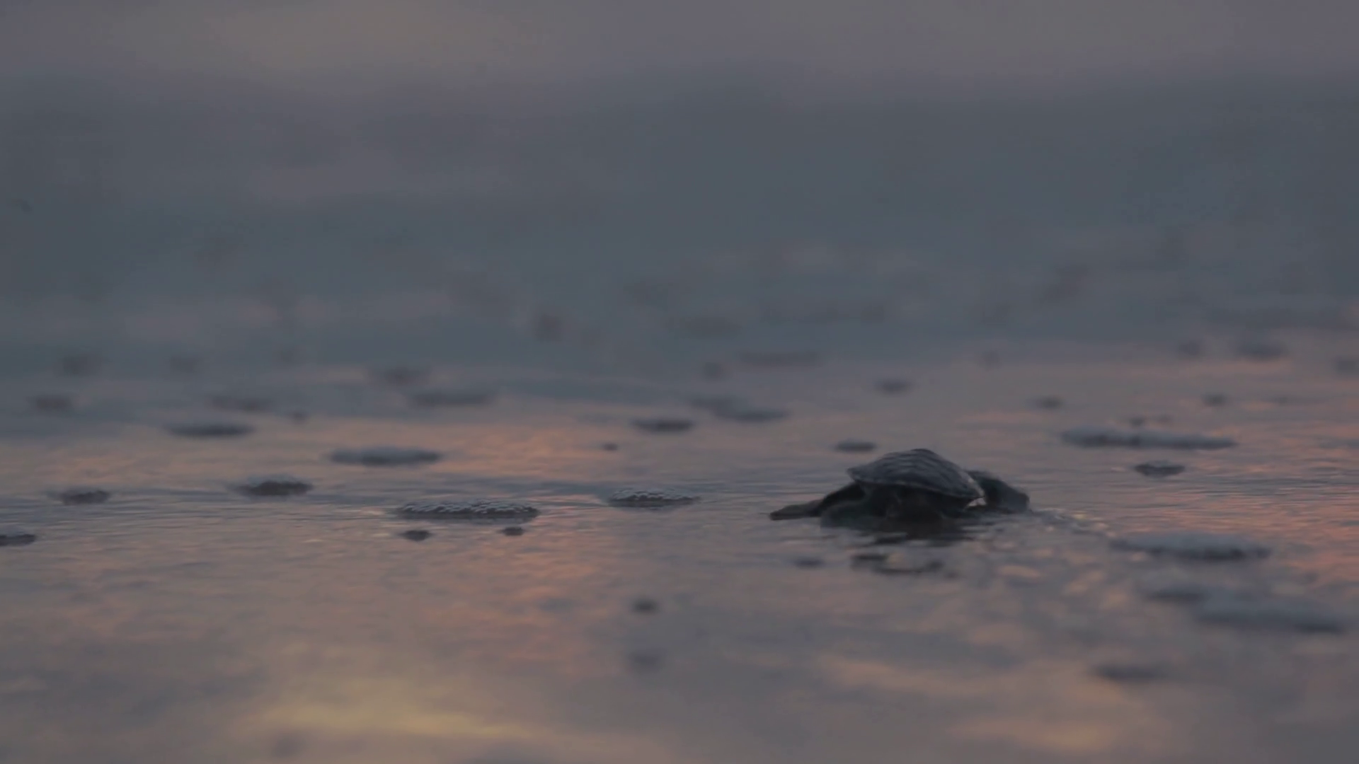 Baby Sea Turtles Hatchling Releases Crawl On Stock Footage SBV ...