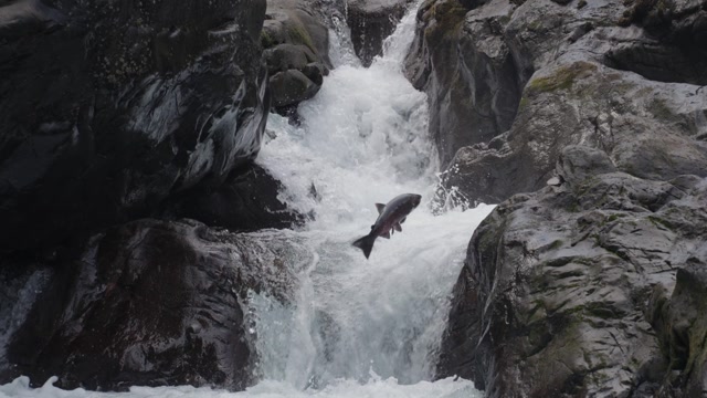 Jumping Off Waterfall Stock Footage: Royalty-Free Video Clips - Storyblocks