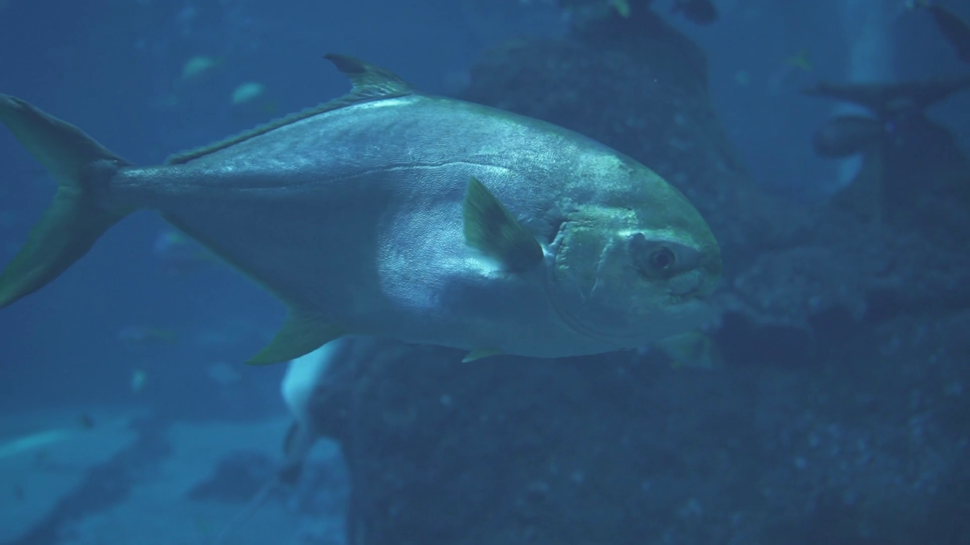 Trachinotus Blochii Fish - Snubnose Pompano Stock Footage SBV-347770043 ...
