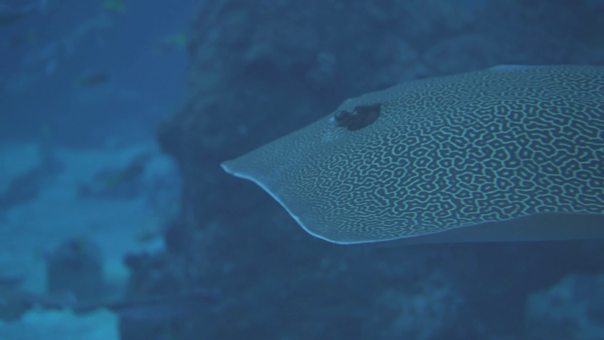 Himantura Leoparda - Leopard Whipray Species Stock Footage SBV ...