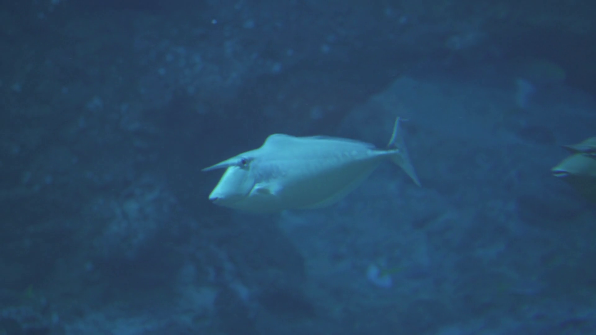 Marine Biodiversity Fish Sea Creature On Stock Footage SBV-347770053 ...