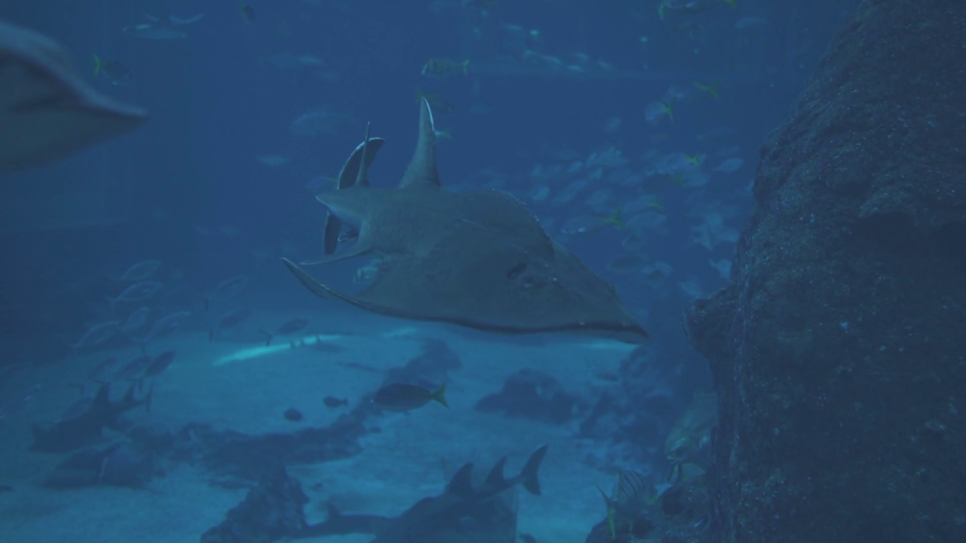 Rhina Ancylostoma Bowmouth Guitarfish Shark Stock Footage SBV-347770061 ...