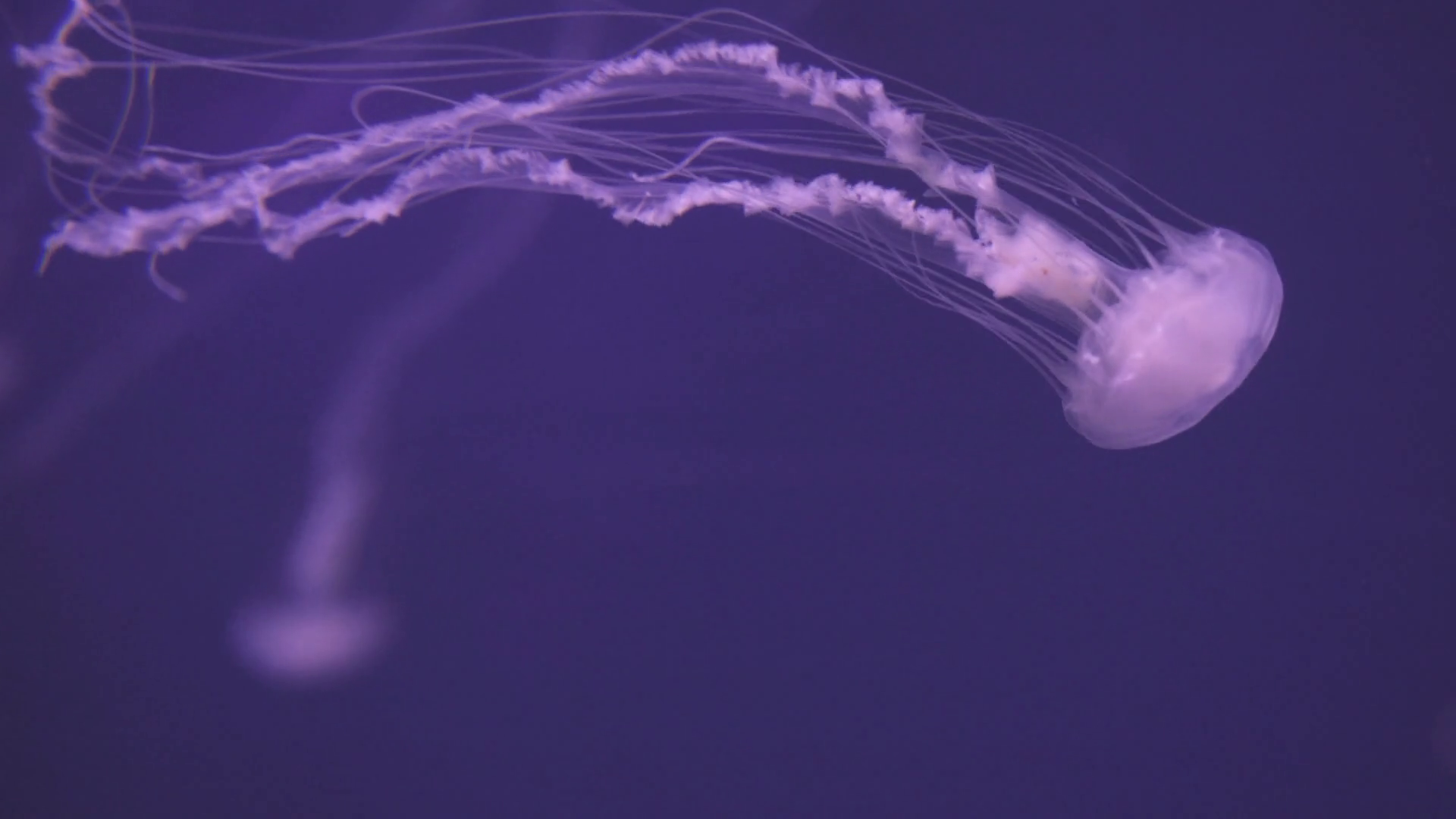Transparent Bay Nettle Sea Nettle Jellyfish Stock Footage SBV-347770067 ...