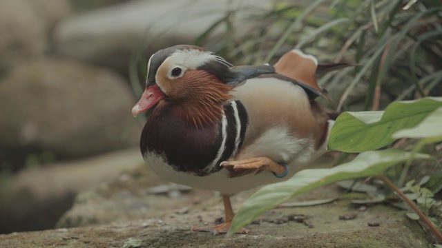 Bird Hunted Food Stock Footage: Royalty-Free Video Clips - Storyblocks