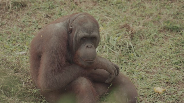 Animal Thinking Stock Footage: Royalty-Free Video Clips - Storyblocks