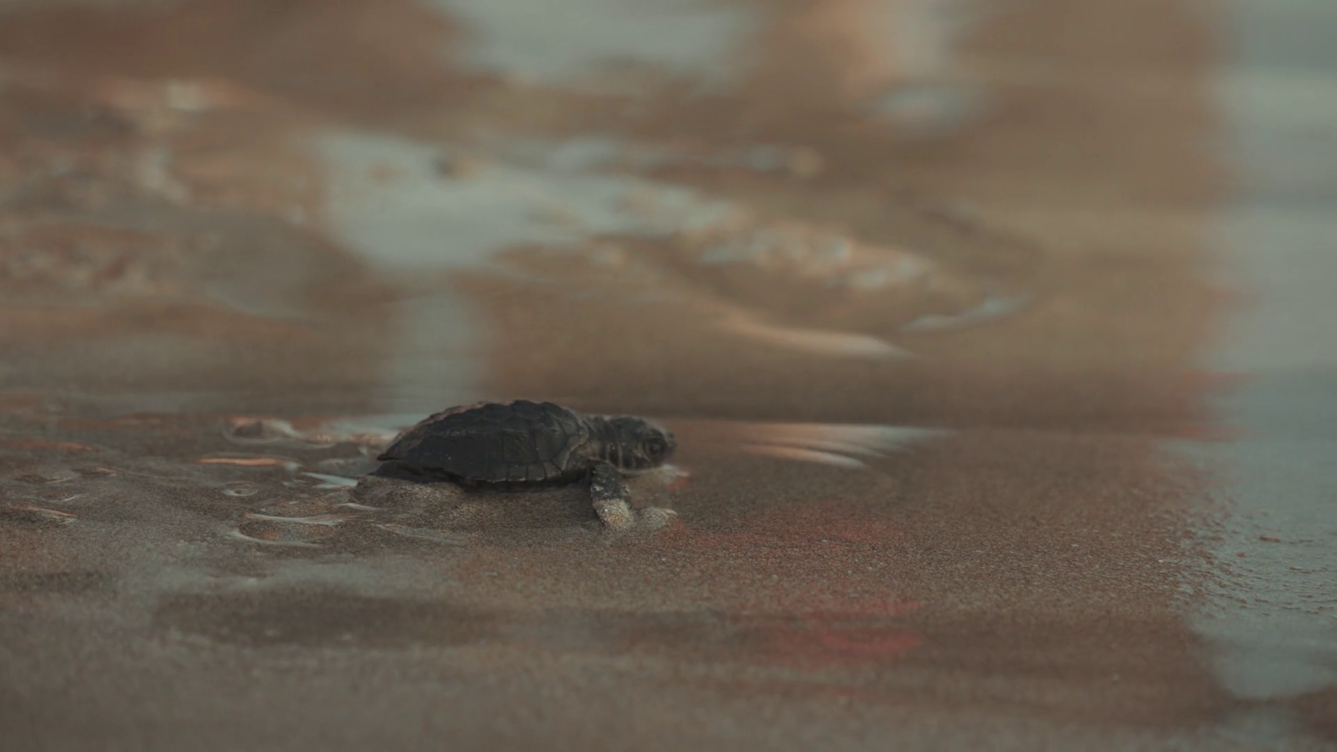 Baby Sea Turtle Released in Kuta Beach Bali Indonesia Stock Video ...