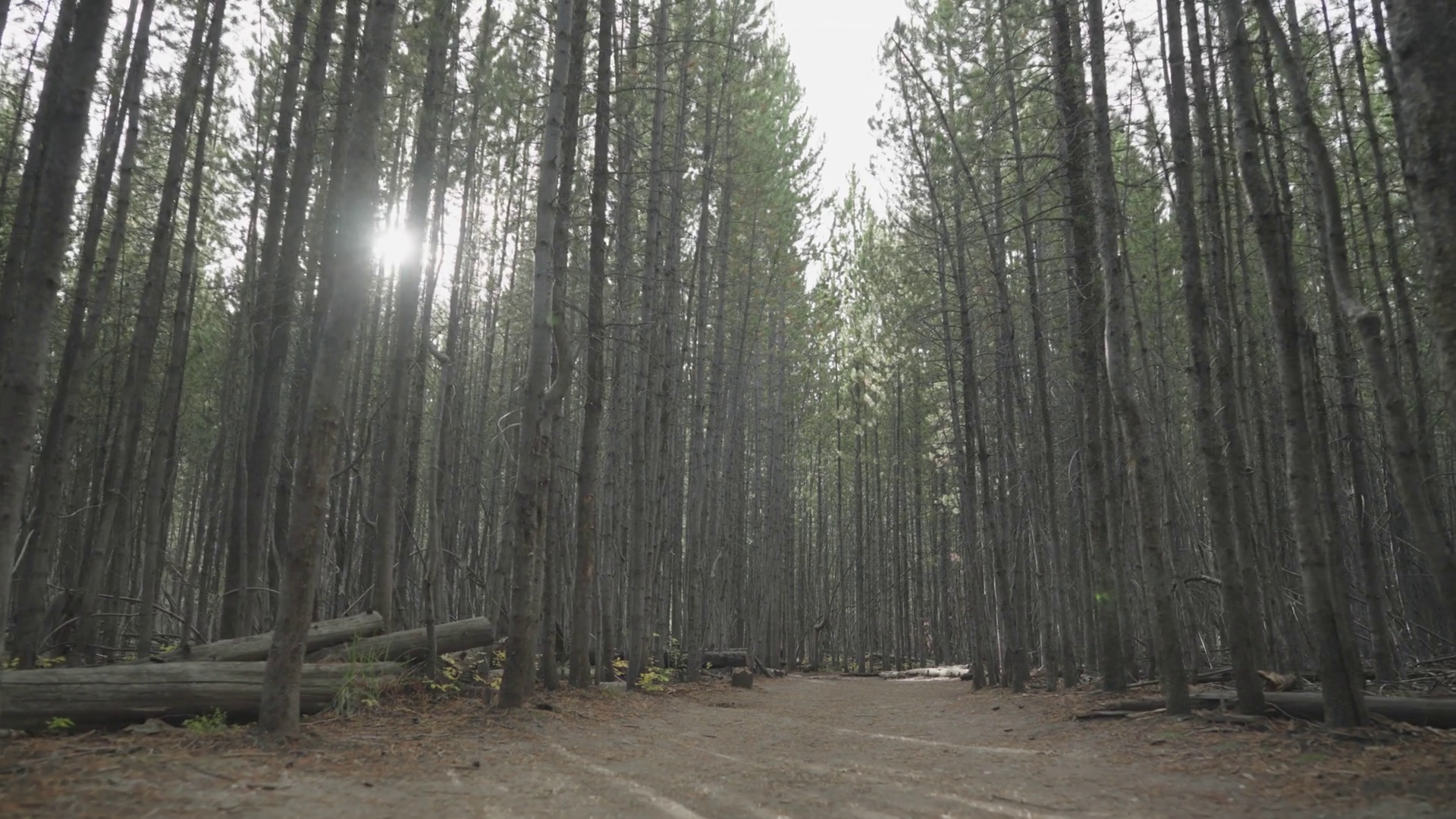 Beautiful Forest Of Lodgepole Pine Spruce Stock Footage SBV-347213840 ...