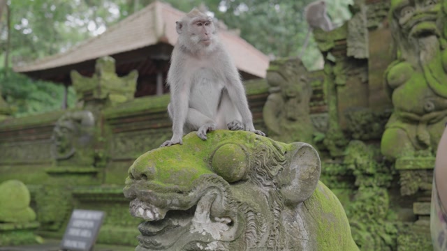Monkey Temple Stock Footage: Royalty-Free Video Clips - Storyblocks