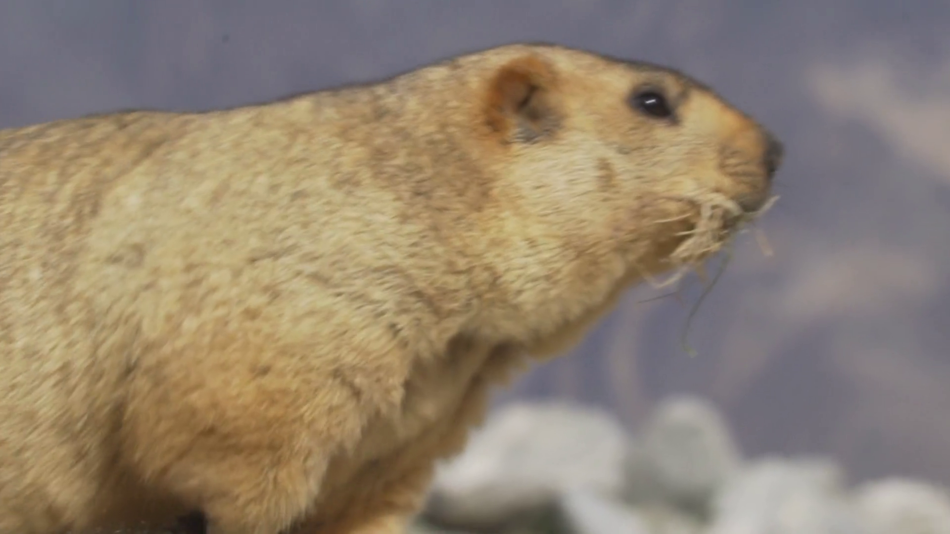 Himalayan Marmots Cute Fur Wild Animal In Stock Footage SBV-337923868 ...
