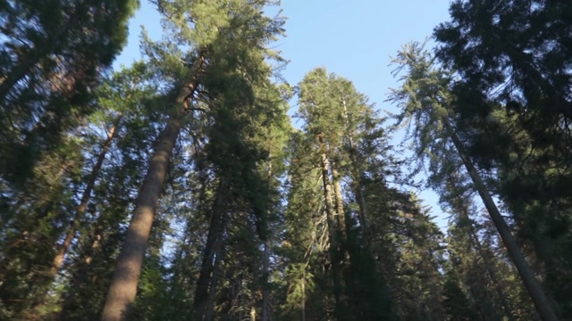 Night Time Lapse Milky Way Stars Behind Sequoia Trees Stock Footage ...