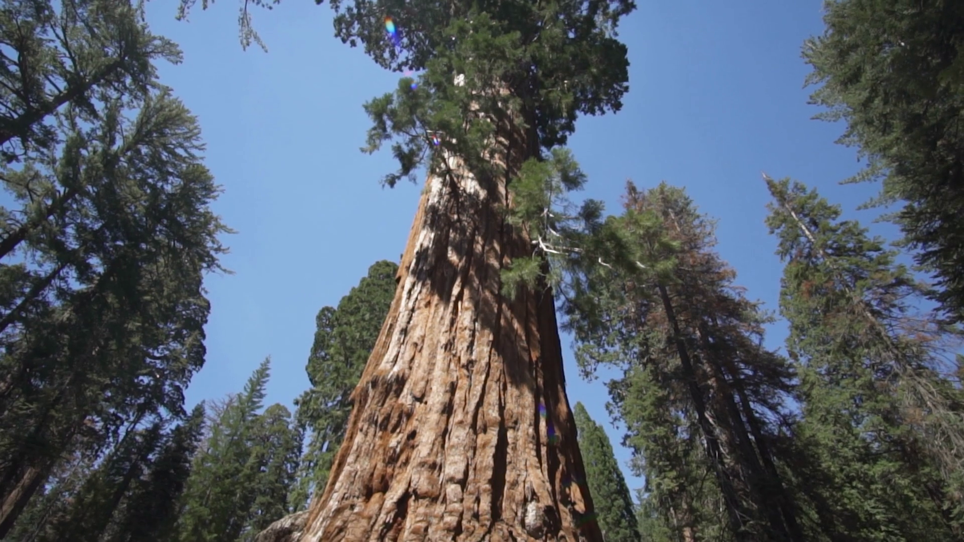 The General Sherman Colossal Giant Tree Stock Footage SBV-348529033 ...